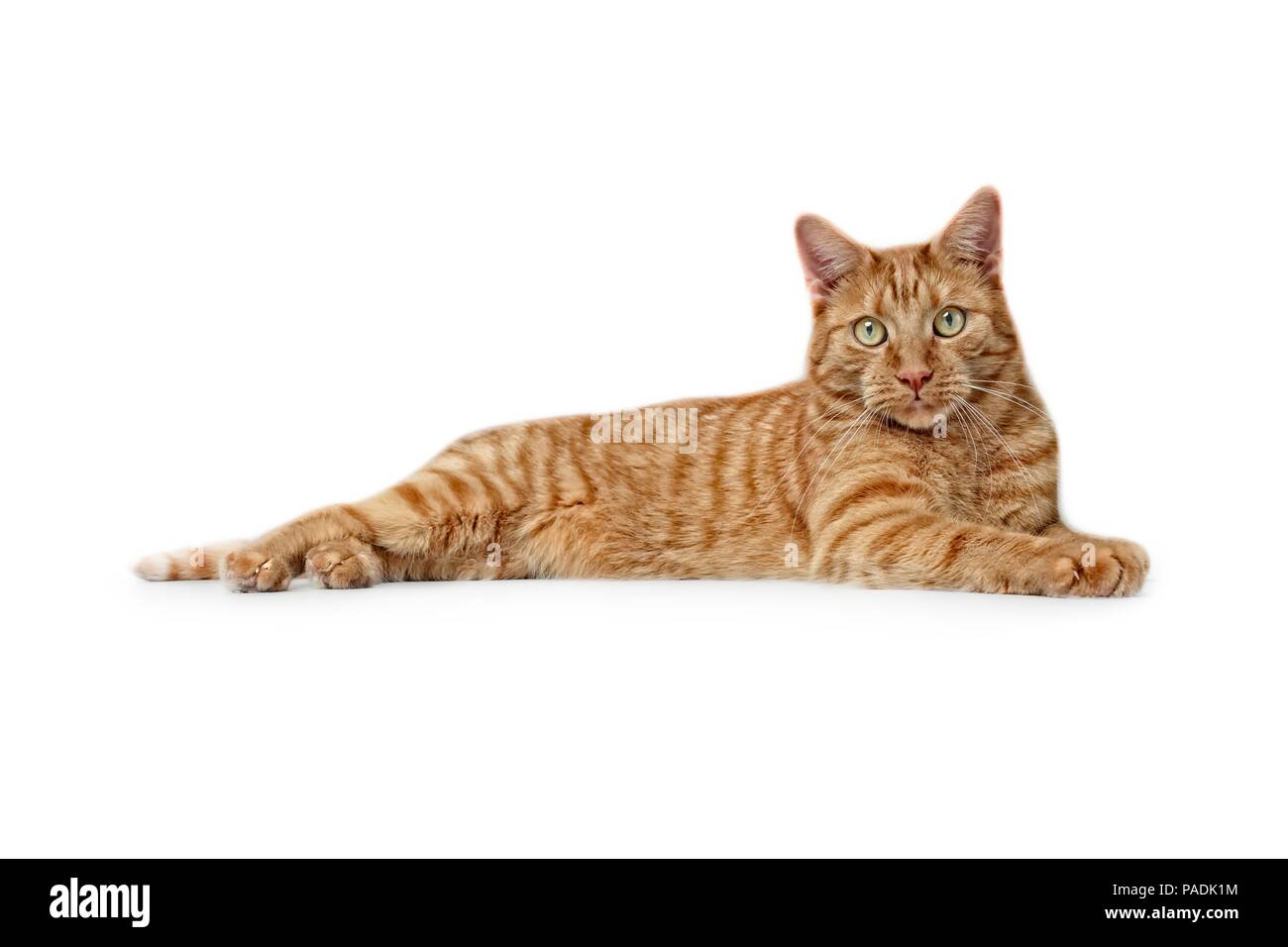 Cute ginger cat lies on the ground and looking to the camera - Side ...