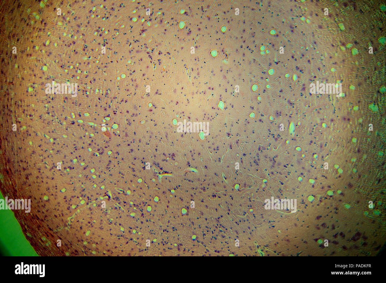 Protista microscope hi-res stock photography and images - Alamy
