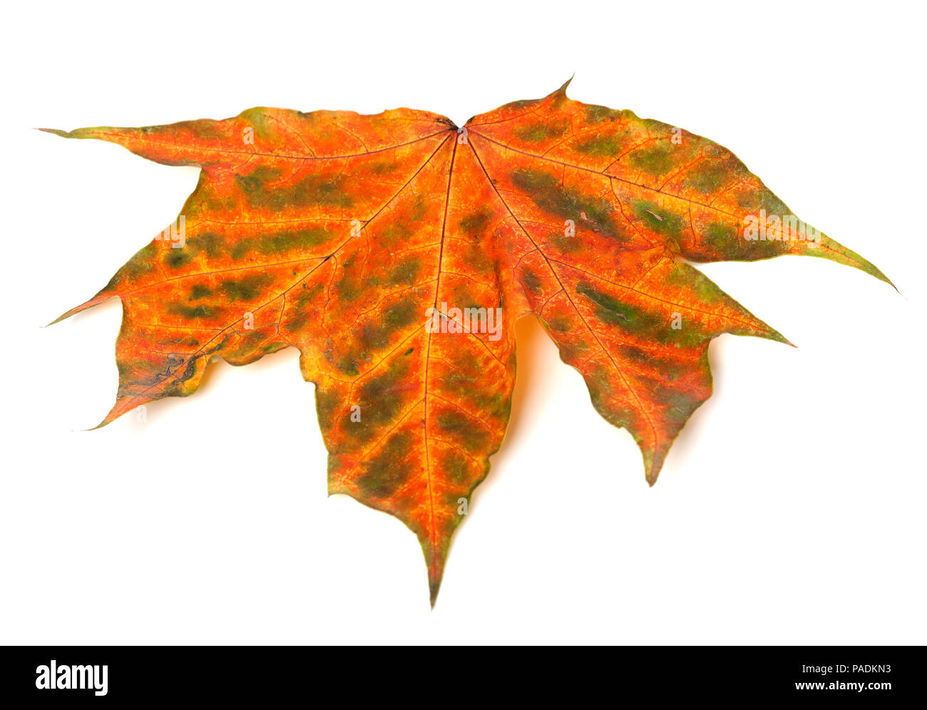 Multicolor autumn maple leaf isolated on white background Stock Photo ...