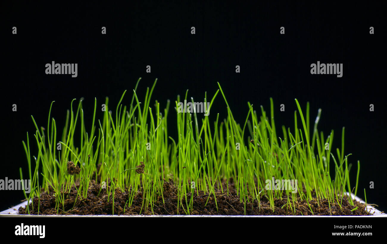 green grass in flower pod Stock Photo - Alamy