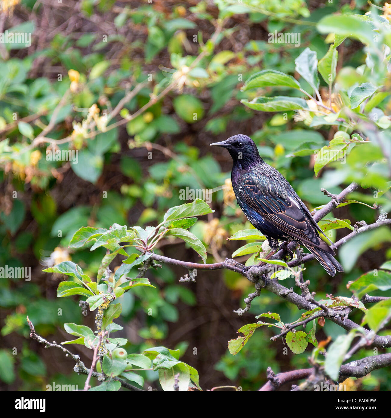 A Young Starling in New Summer Adult Plumage Perching in a Crab-Apple ...