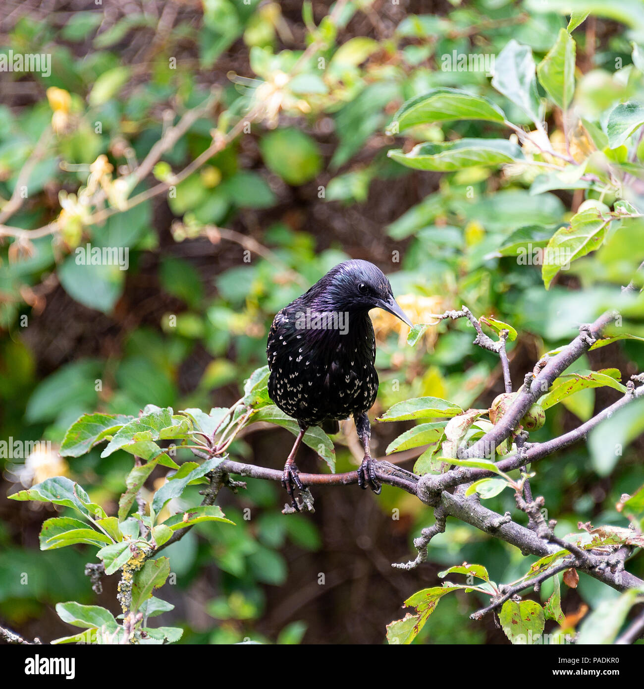 Starling summer plumage hi-res stock photography and images - Alamy