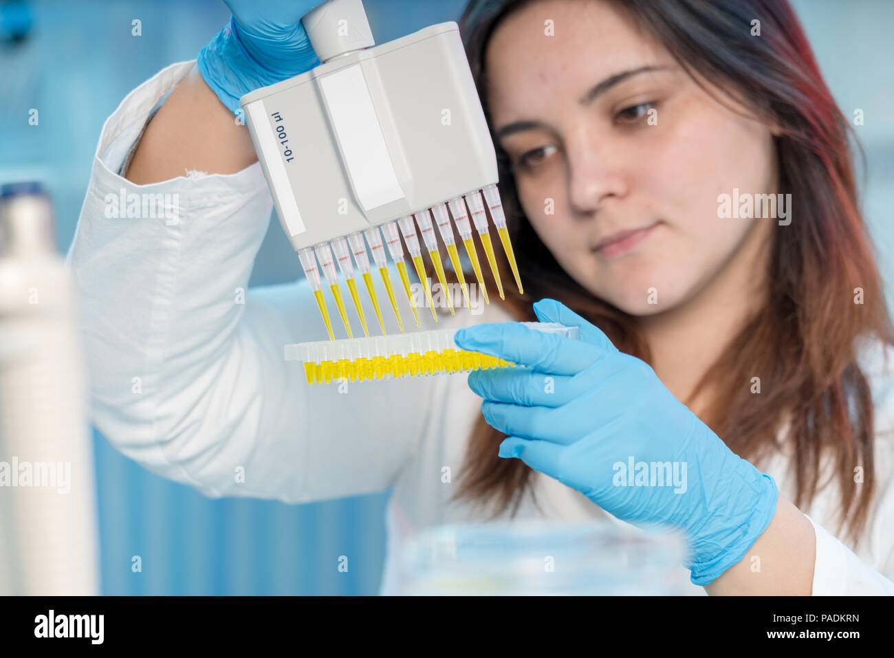 Woman technician with multipipette in genetic laboratory PCR research ...