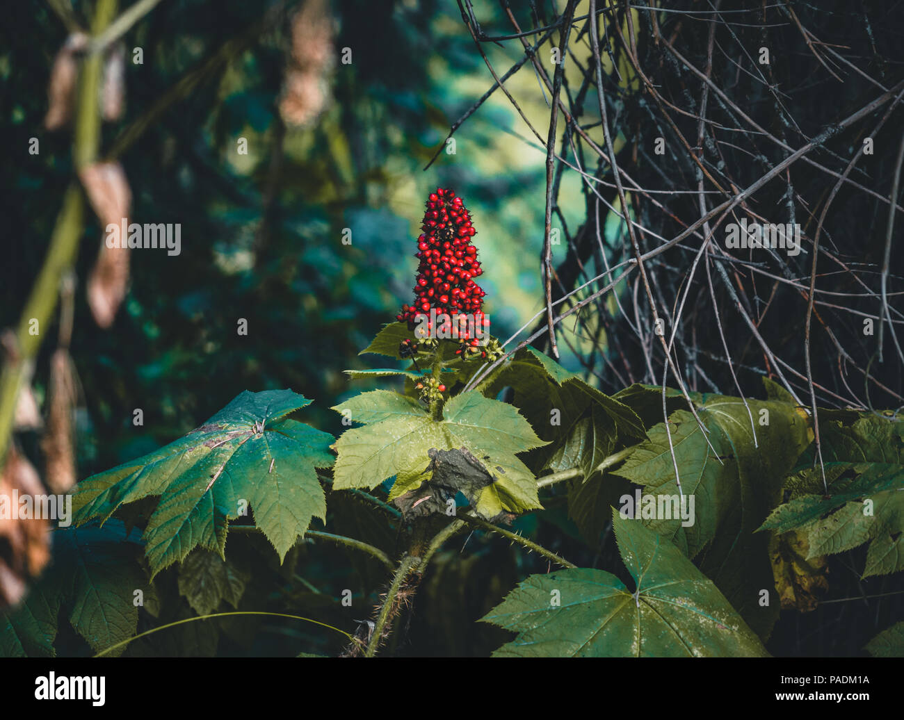Cherry Red Berries- Season's Best View Cranberrry Stock Photo - Alamy