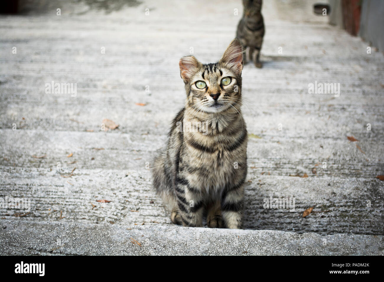 Cat walking streets hi-res stock photography and images - Alamy