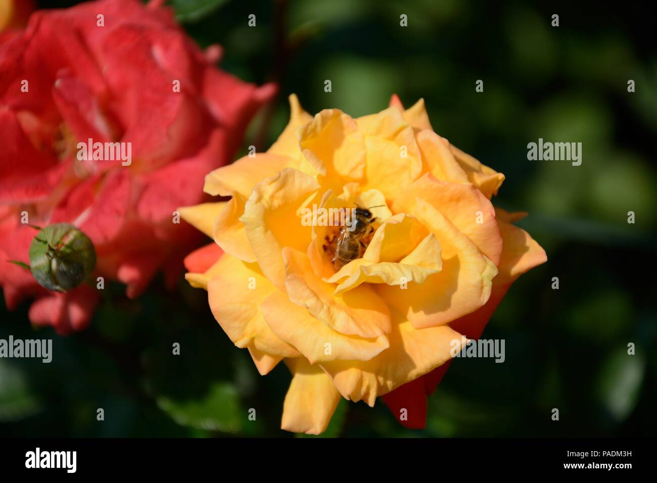 Yellow rose with bee Stock Photo - Alamy