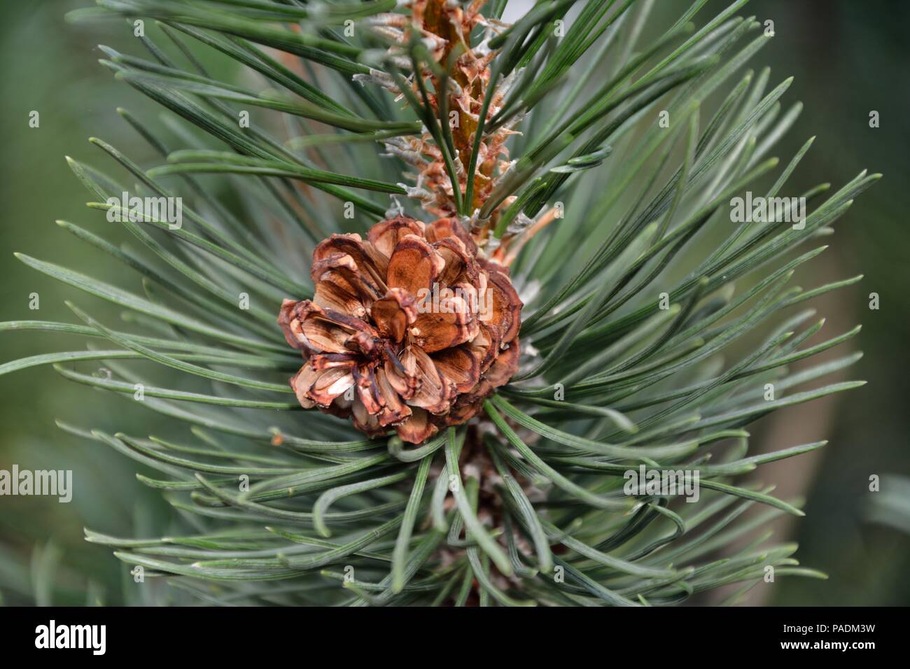 Nutpine hi-res stock photography and images - Alamy