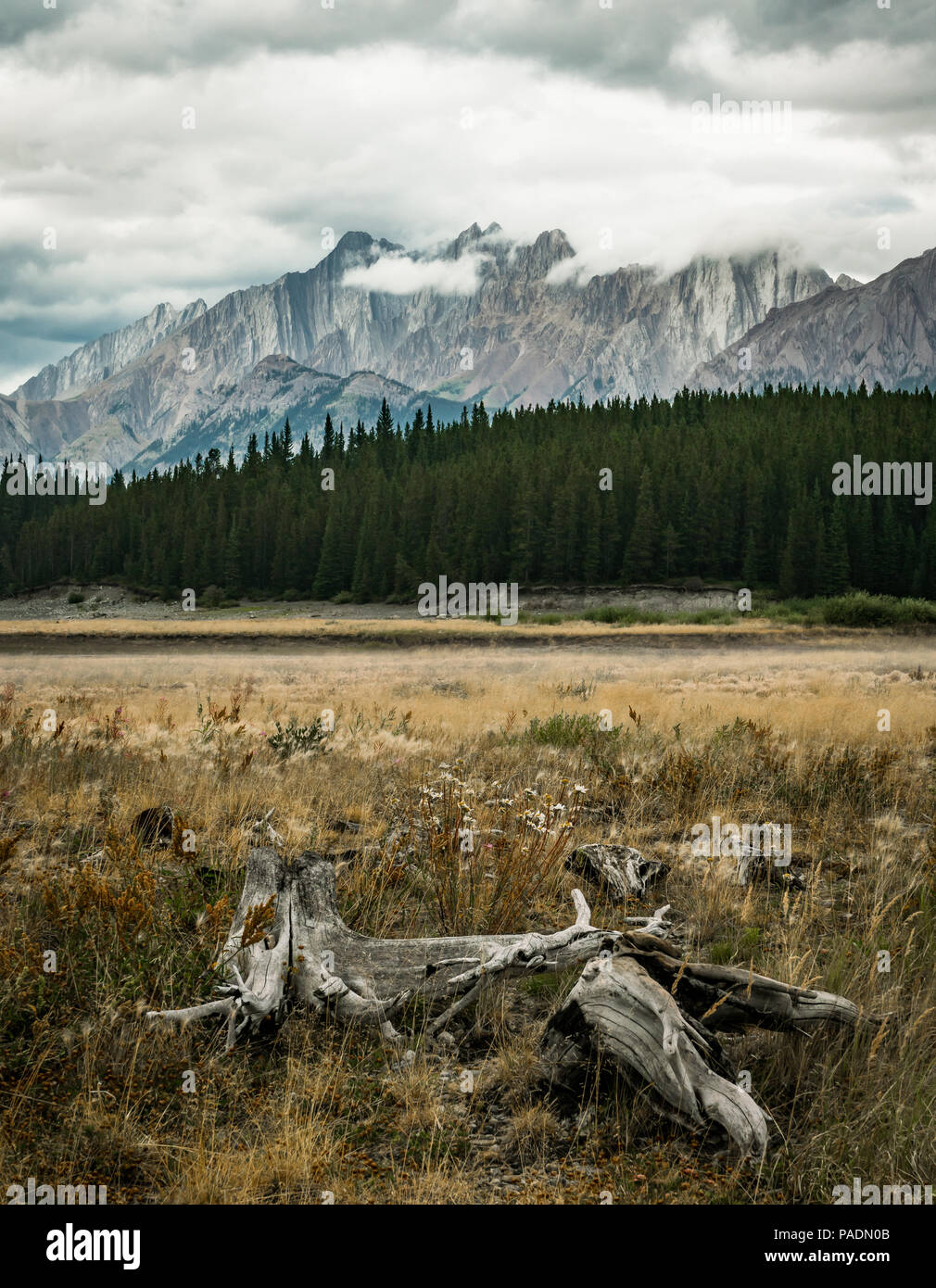 Dead_trees hi-res stock photography and images - Alamy
