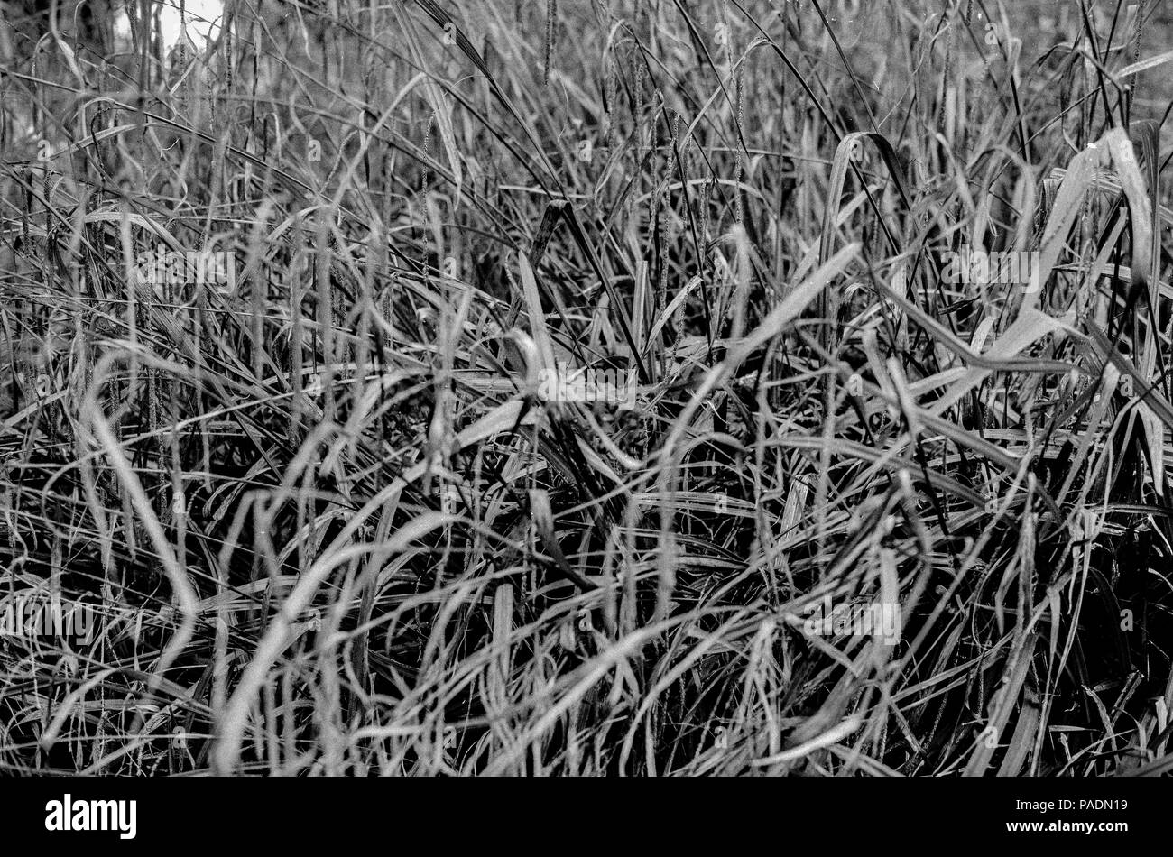 100 1 agfa rodinal hi-res stock photography and images - Alamy