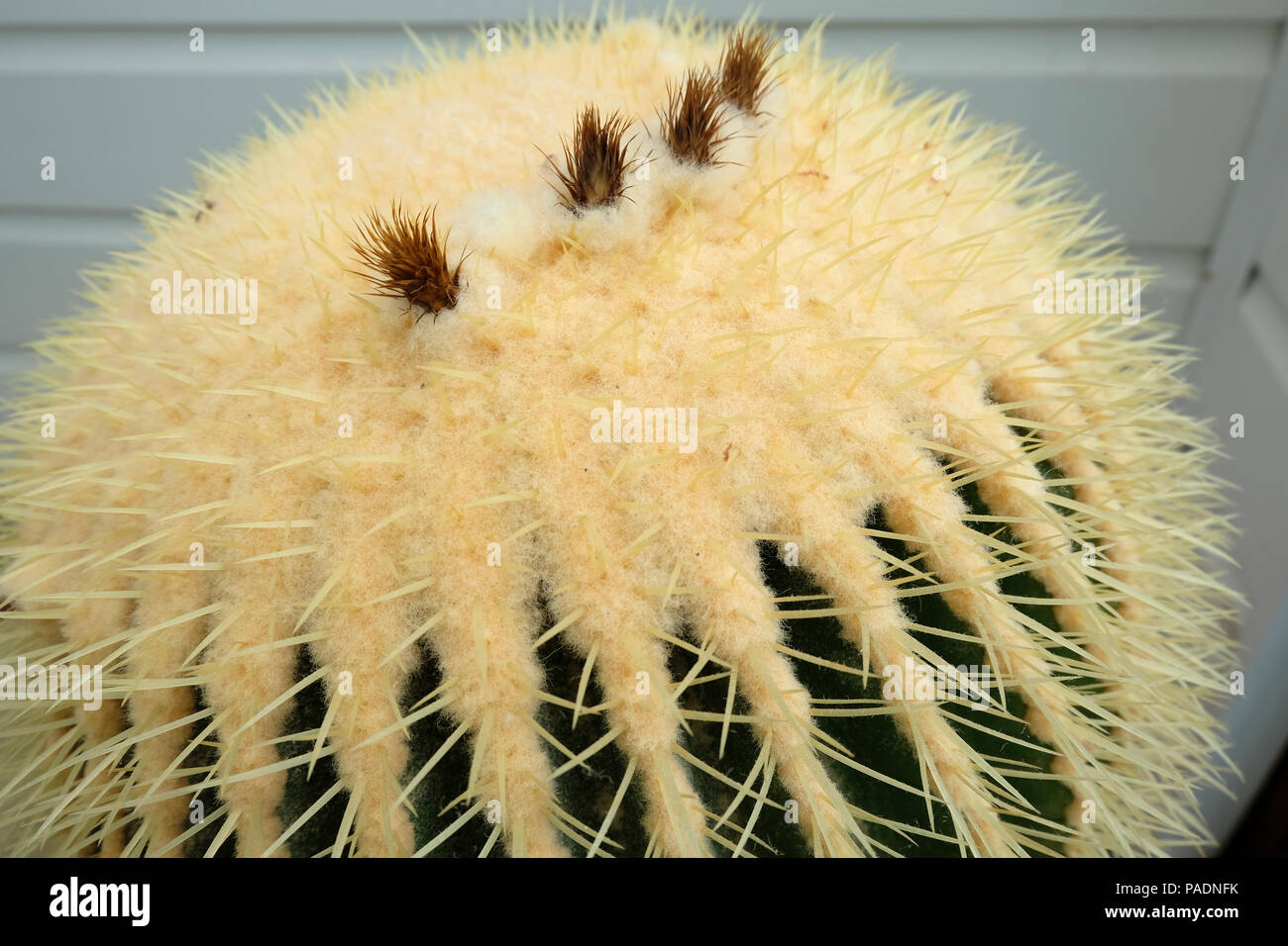 Tiny brown clusters on top of a mature Golden Barrel Cactus in summer ...
