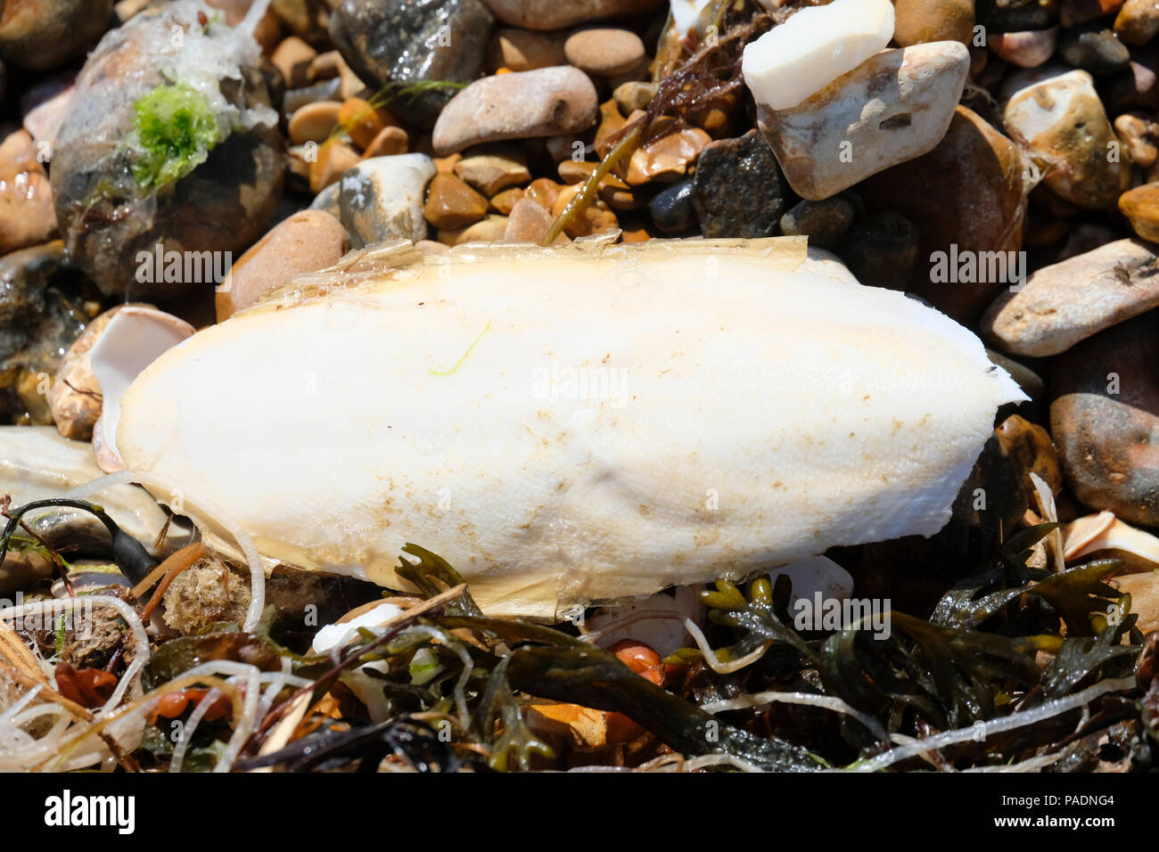 Sea life bone hi-res stock photography and images - Alamy