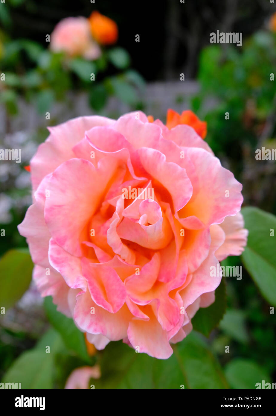 Faded color hi-res stock photography and images - Alamy