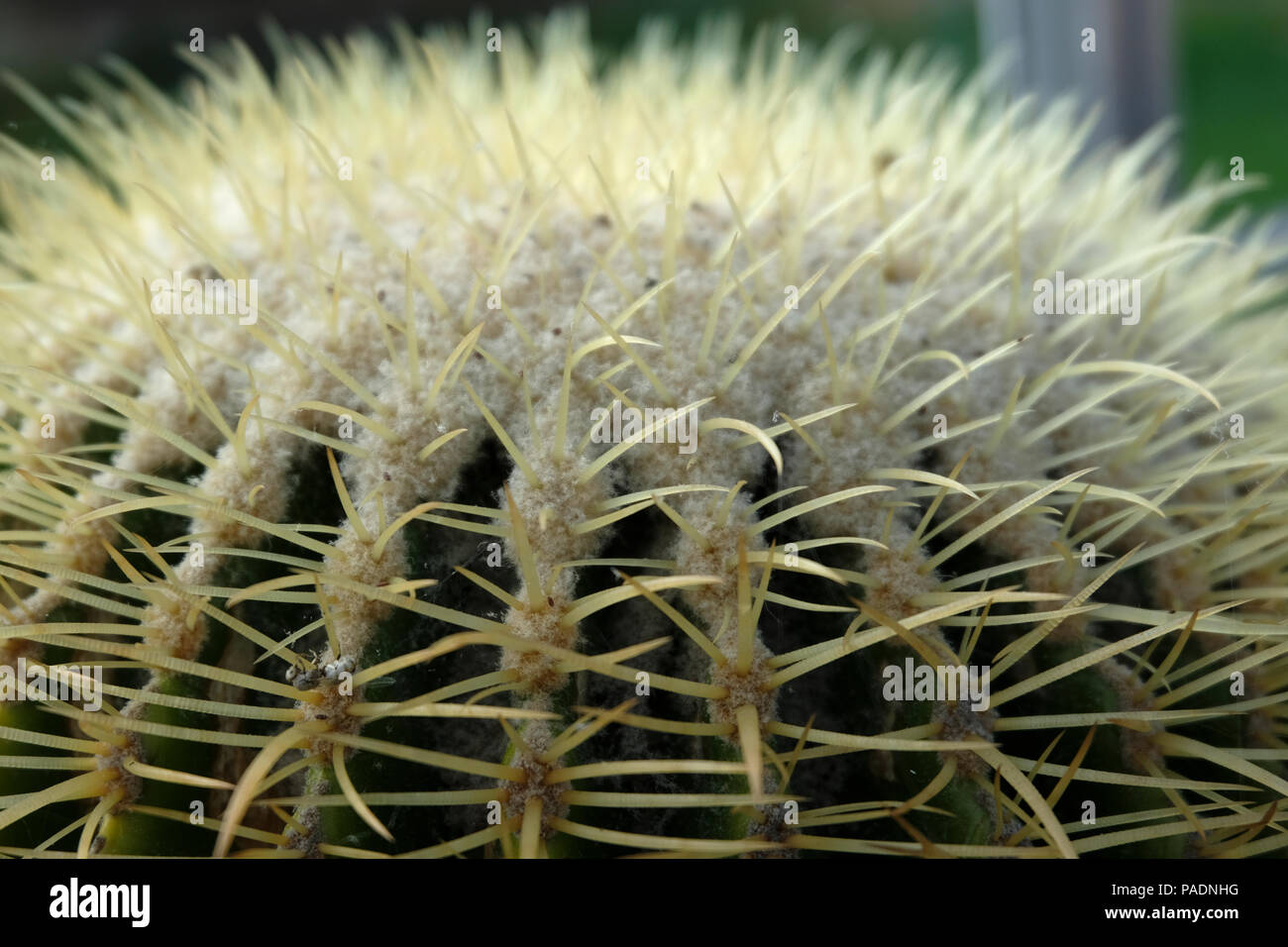 Top section of Barrel Cactus Stock Photo - Alamy