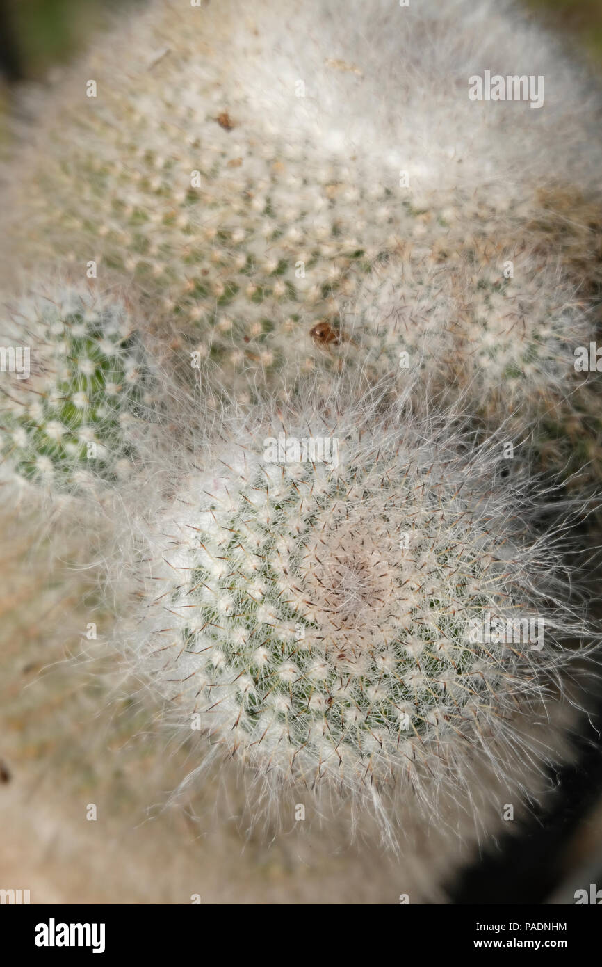 Cactus pups hi-res stock photography and images - Alamy