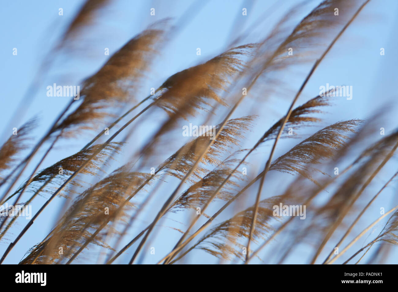 Phragmites australis hi-res stock photography and images - Alamy