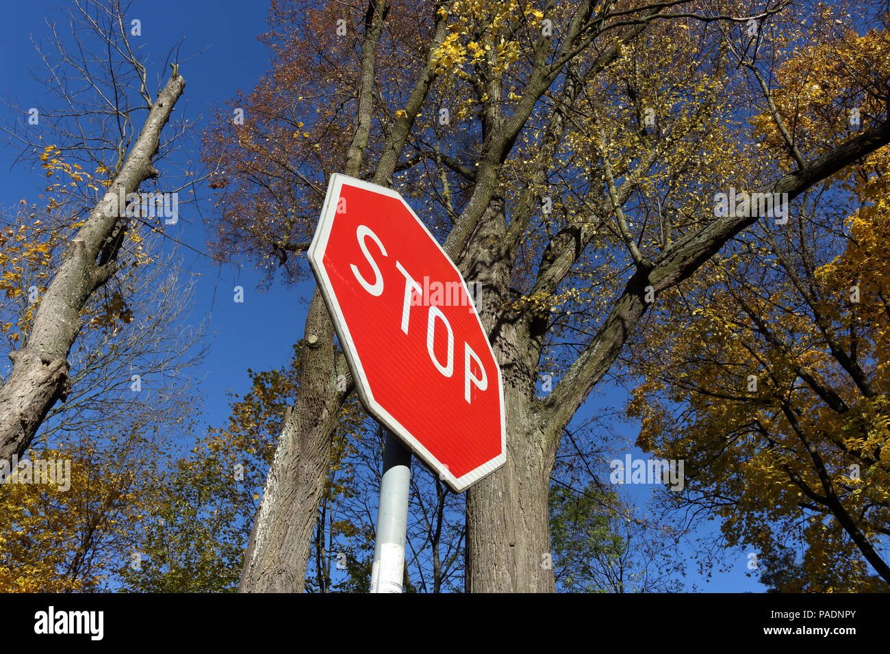 Stop road sign with old trees and clear blue sky background Stock Photo ...