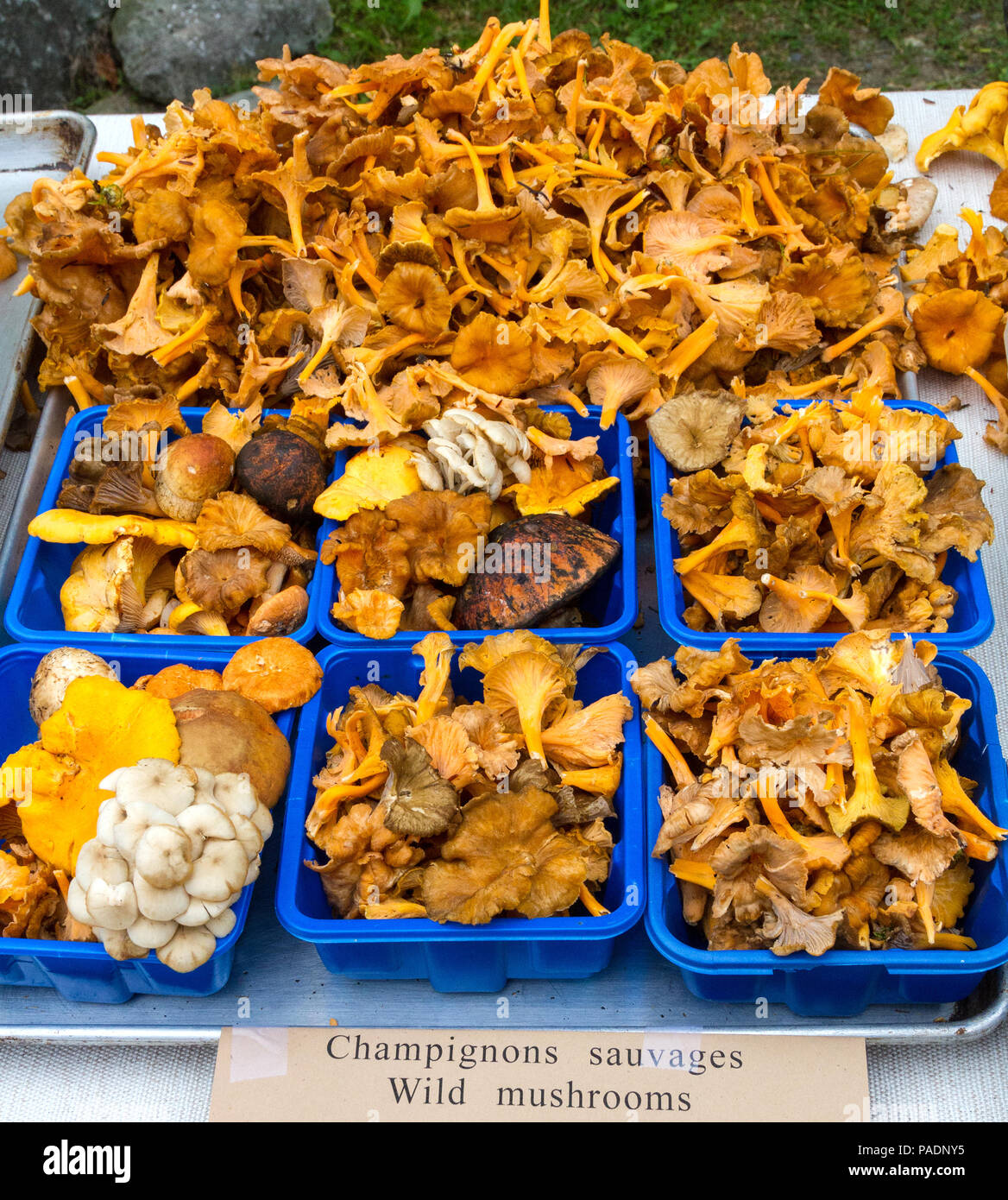 Wild edible mushrooms for sale at an open air market in Knowlton ...