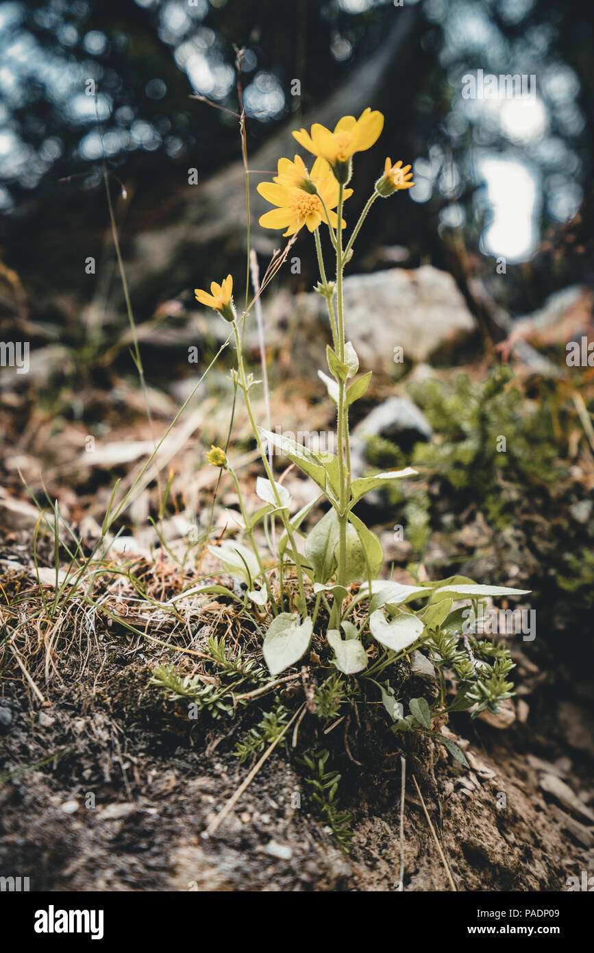 Yellow Flower in Banff National Park - Alberta, Canada Stock Photo - Alamy