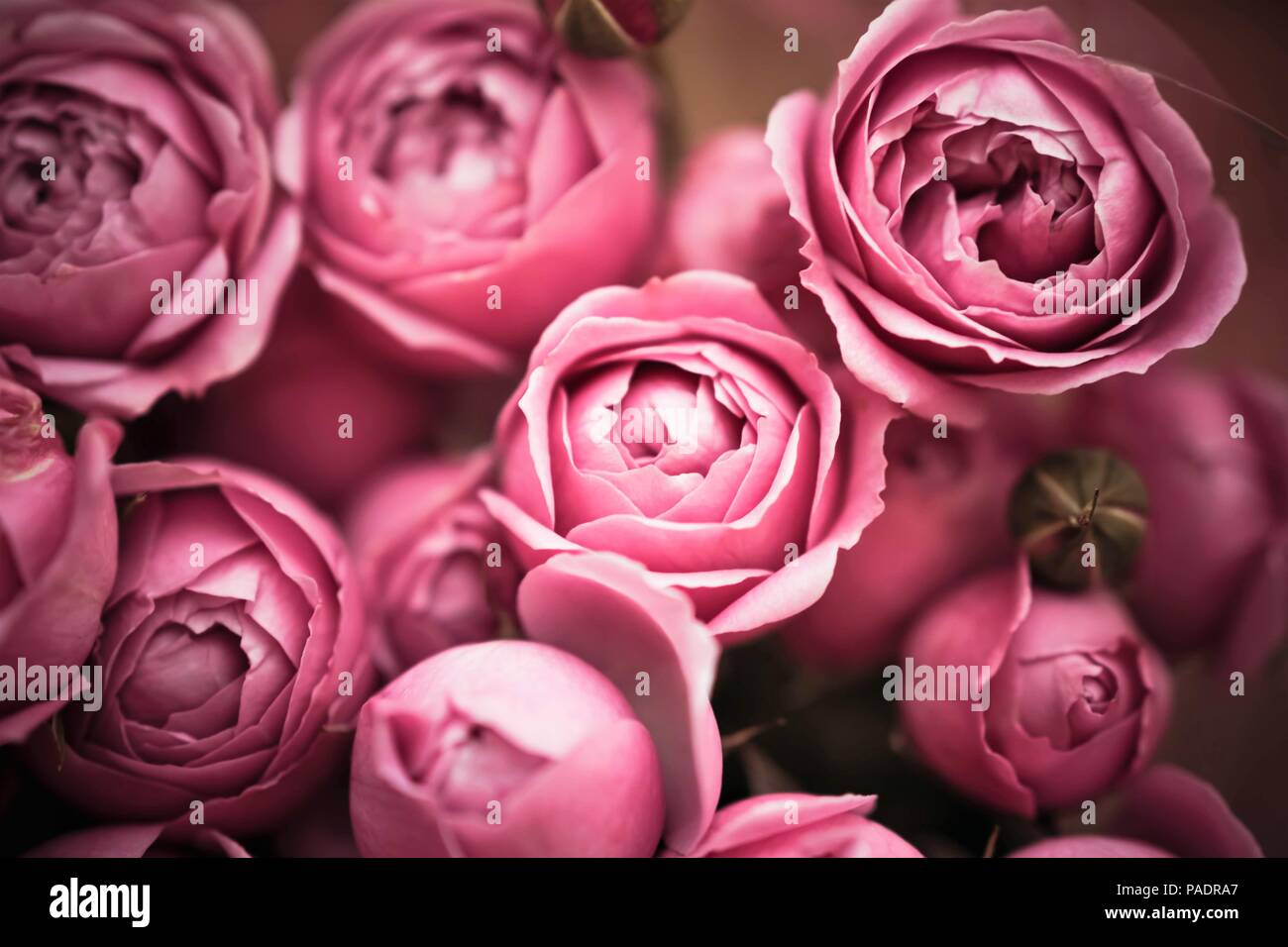 Peony-roses bush bouquet Stock Photo - Alamy