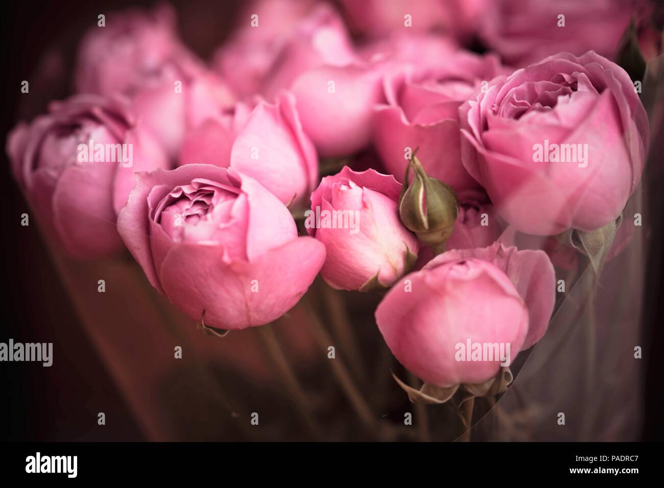 Peony-roses bush bouquet Stock Photo - Alamy