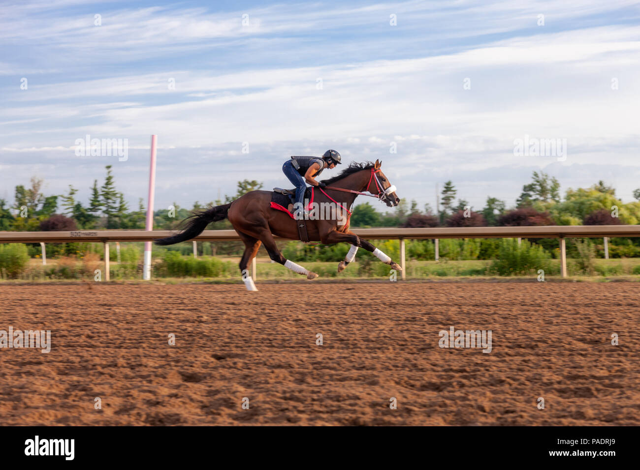 Horses backside hi-res stock photography and images - Alamy