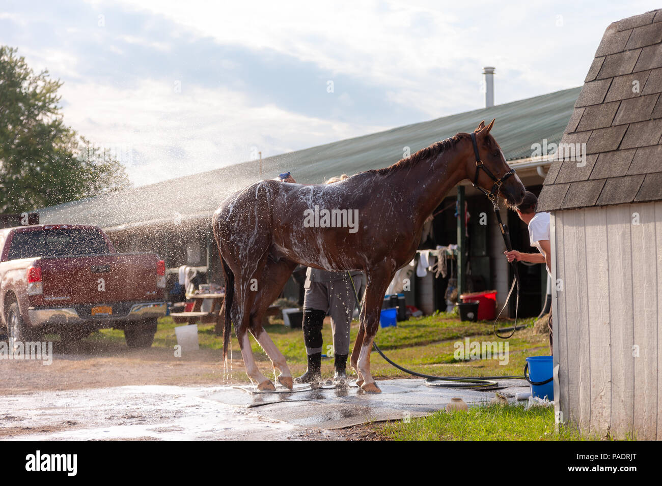 Equine bath hi-res stock photography and images - Alamy