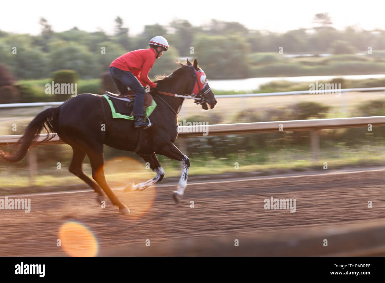Thoroughbred race horses and jockey make their way around the 1 - mile ...