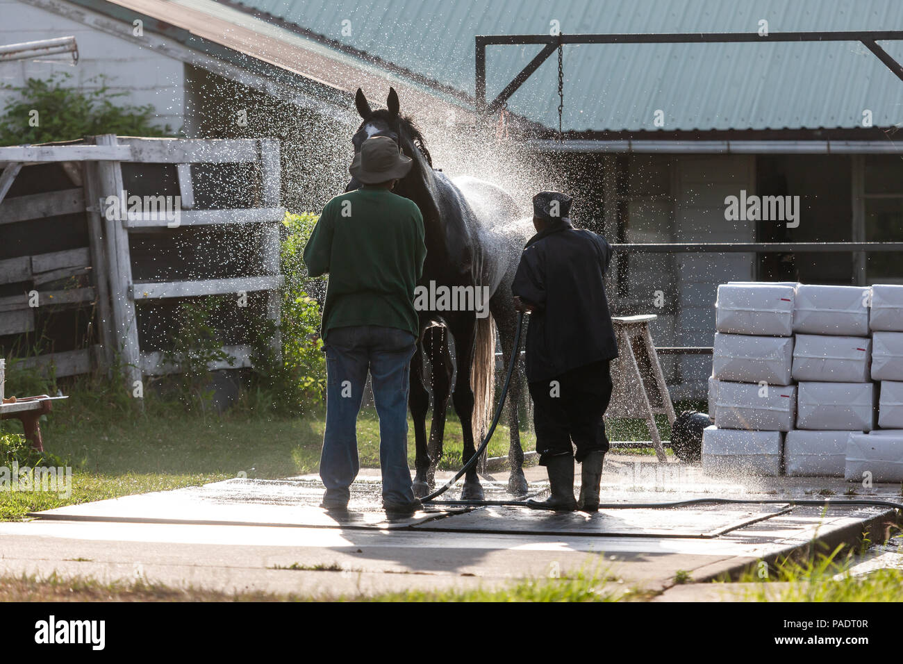 Bathing horse at track hi-res stock photography and images - Alamy