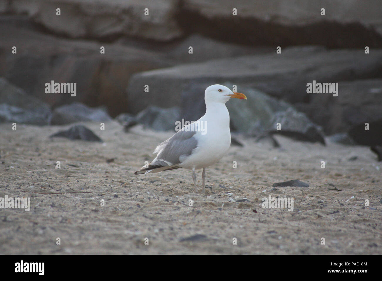 New jersey state bird hi-res stock photography and images - Alamy