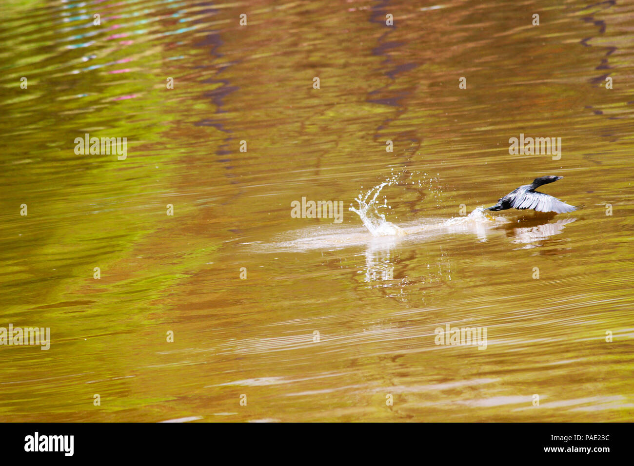 bird run on the water Stock Photo - Alamy