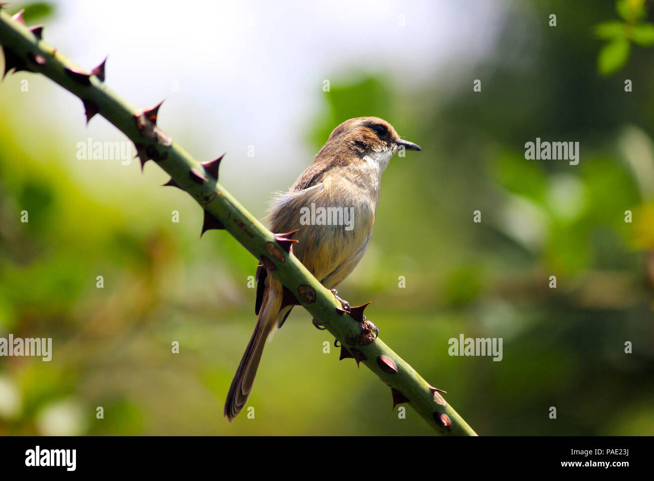 Thorn walk hi-res stock photography and images - Alamy