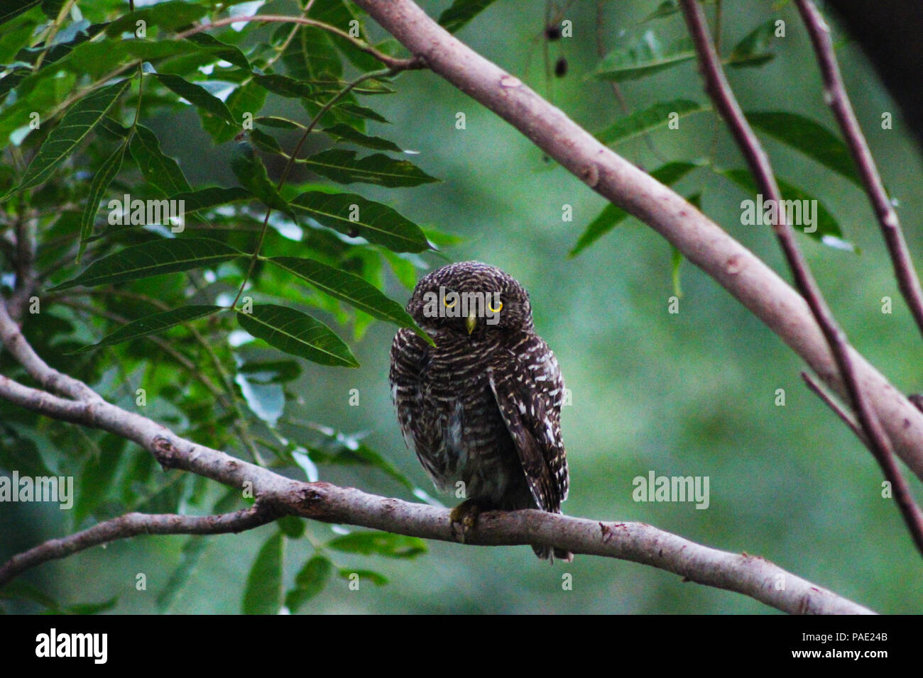 Owl in the forest Stock Photo - Alamy