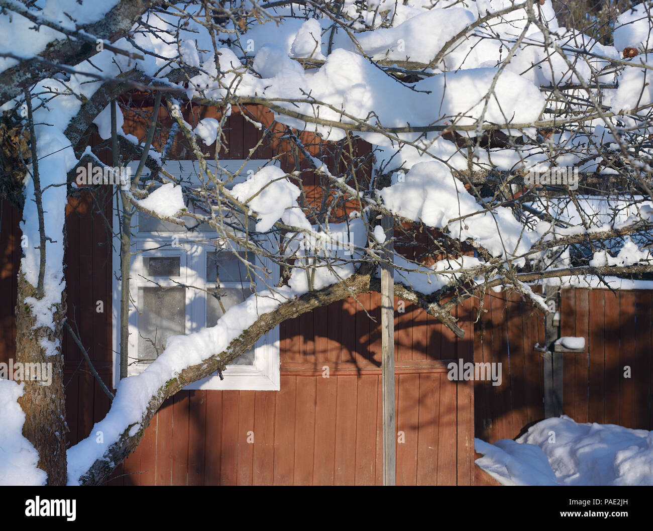 Trees and wooden house covered with snow in sunny winter day Stock ...