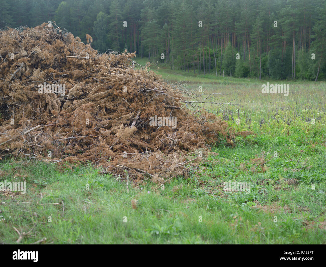 Mess of the freshly cut pine trees near the forest Stock Photo - Alamy