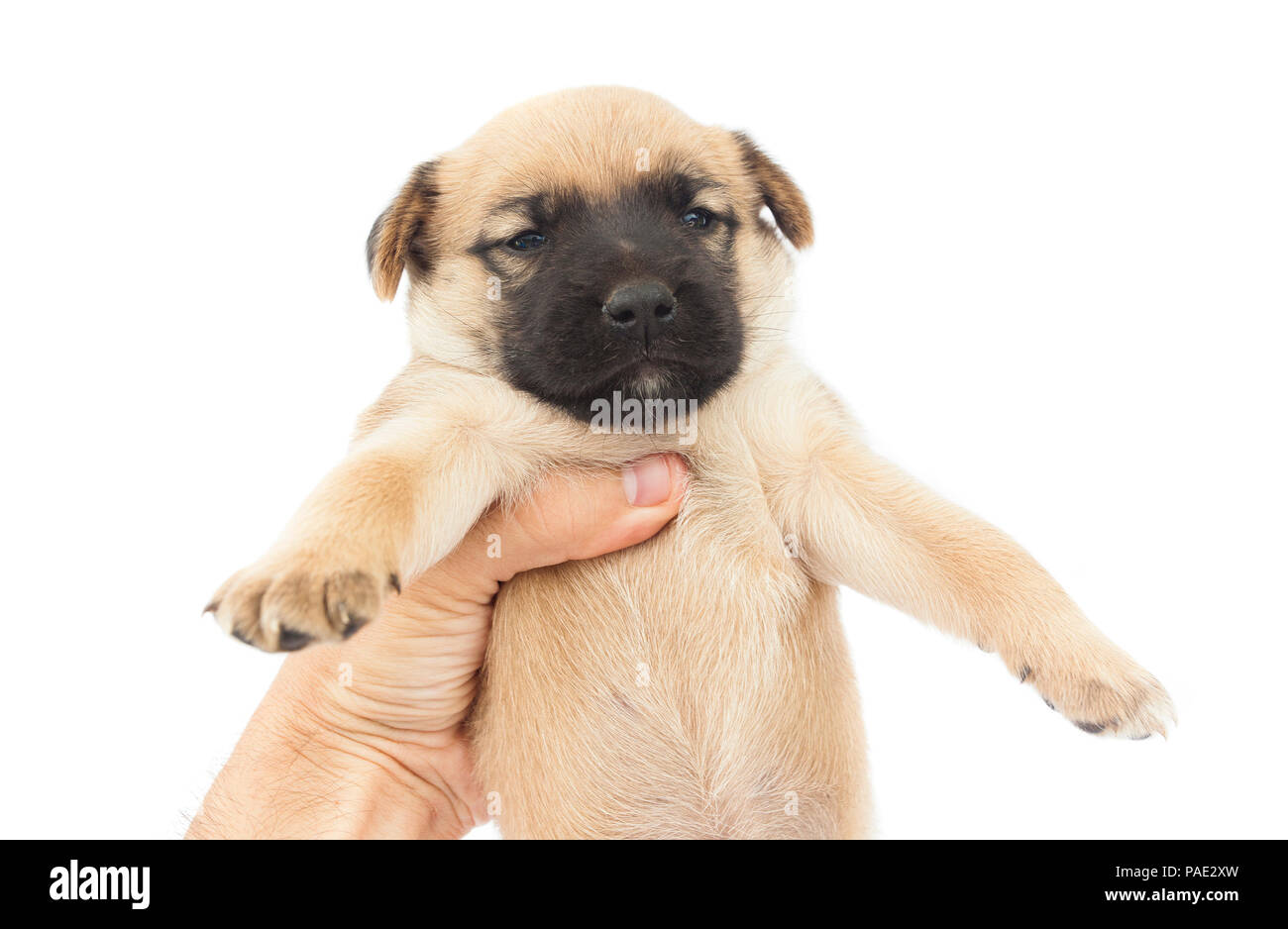 hand holding cute puppy or baby dog isolated on white Stock Photo - Alamy