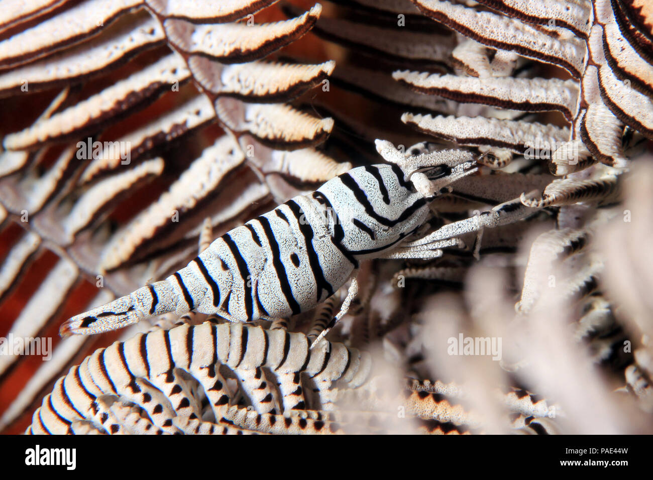 Crinoid Shrimp in Crinoid. Moalboal, Philippines Stock Photo - Alamy