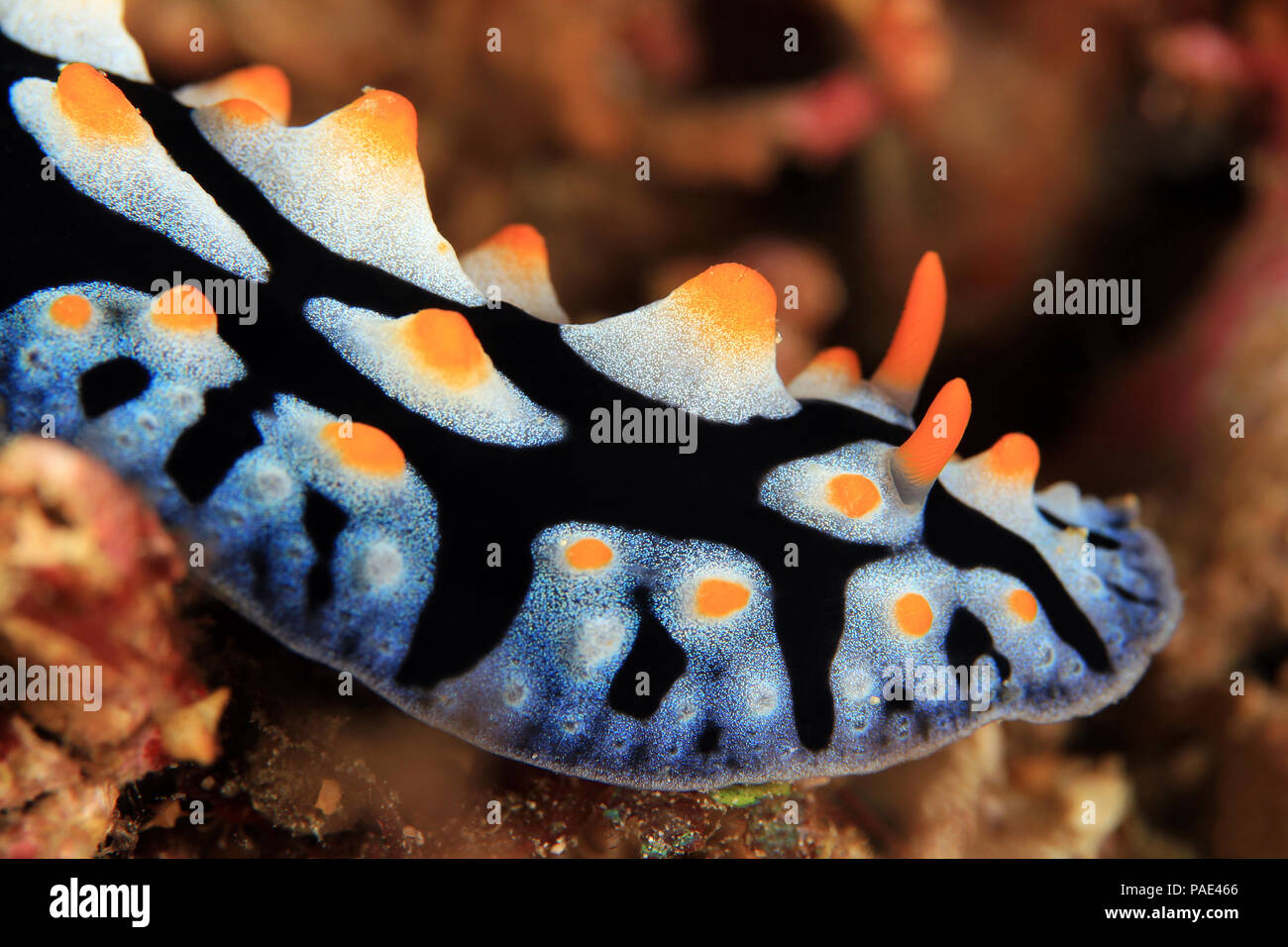 Varicose Wart Slug (Phyllidia varicosa). Anilao, Philippines Stock ...