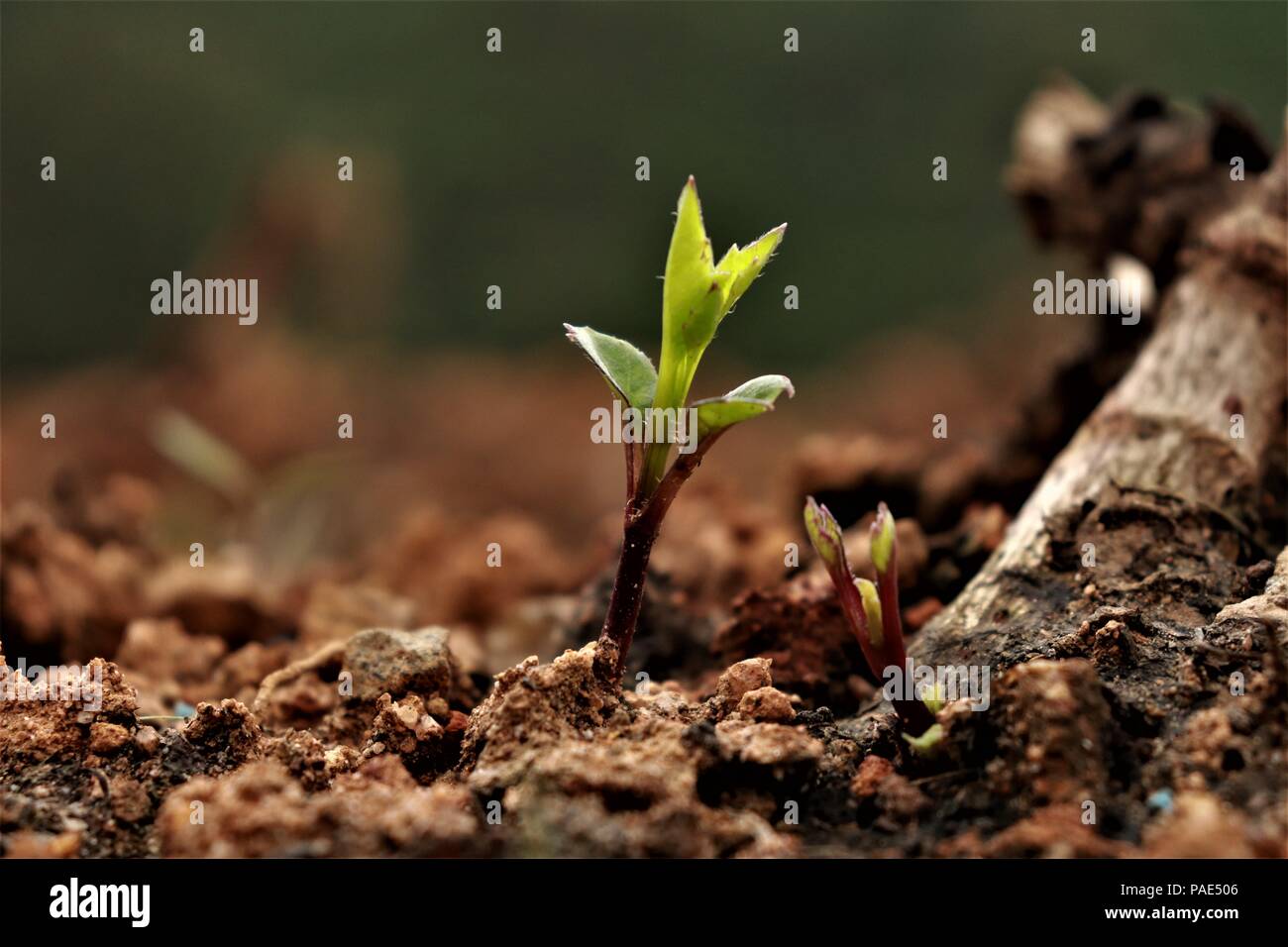 Budding tea hi-res stock photography and images - Alamy
