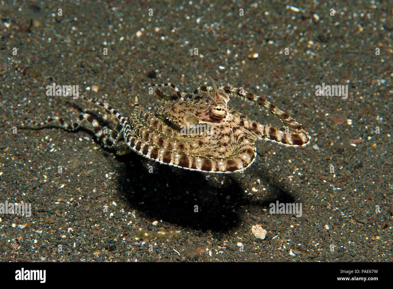 Mimic Octopus Stingray