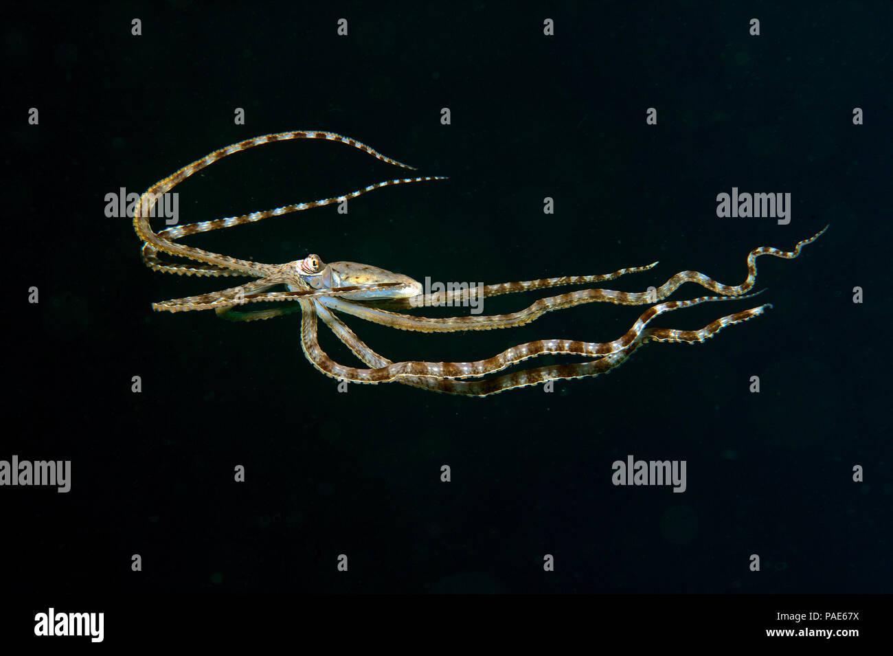 Mimic octopus hi-res stock photography and images - Alamy