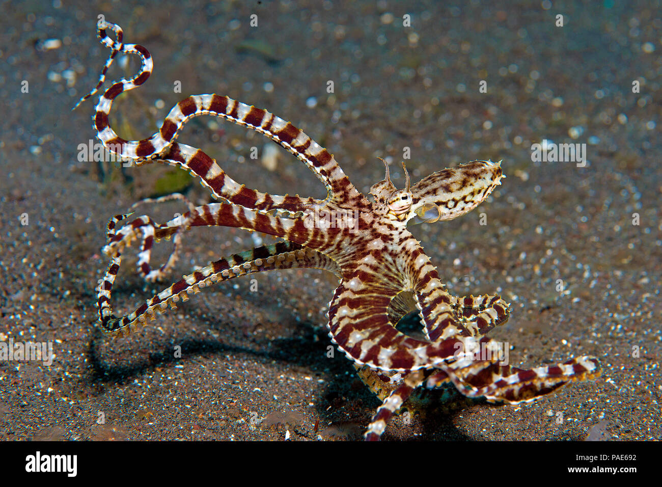 Wonderpus octopus (Wonderpus photogenicus), Komodo Nationalpark, Komodo ...