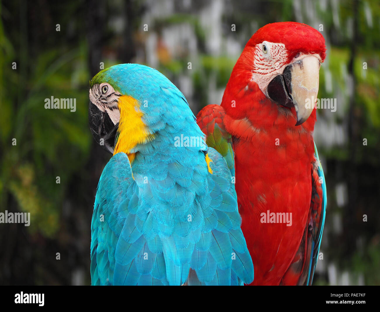 A couple parrot, passionate couple Stock Photo - Alamy