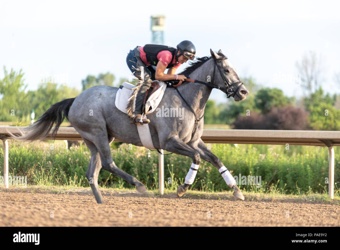Gallop Track Training Stock Photos & Gallop Track Training Stock Images ...