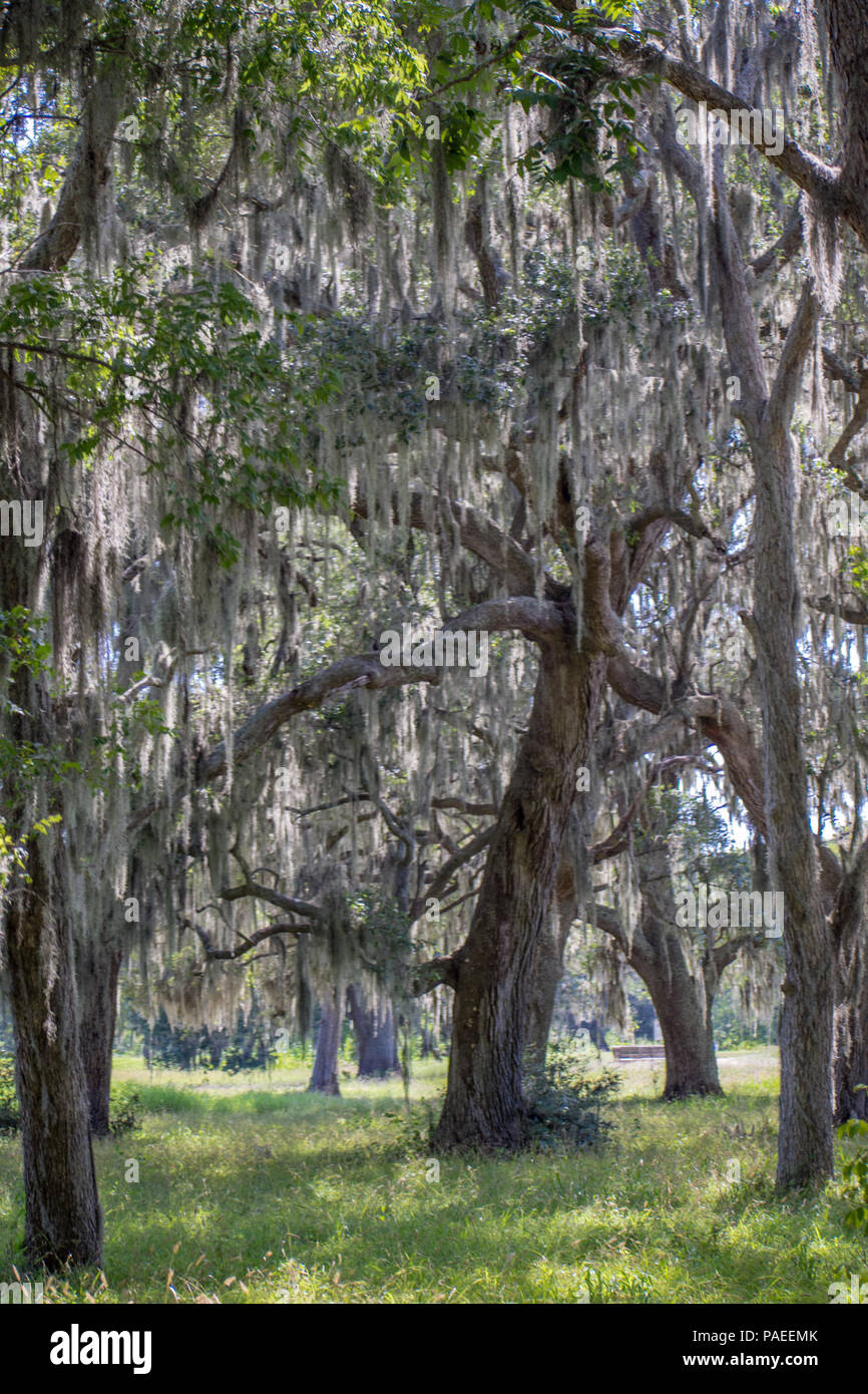Live oak trees texas hi-res stock photography and images - Alamy