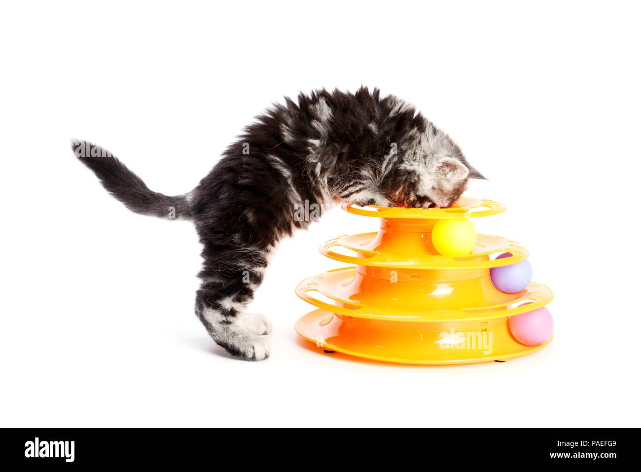 Cats playing toy hi-res stock photography and images - Alamy