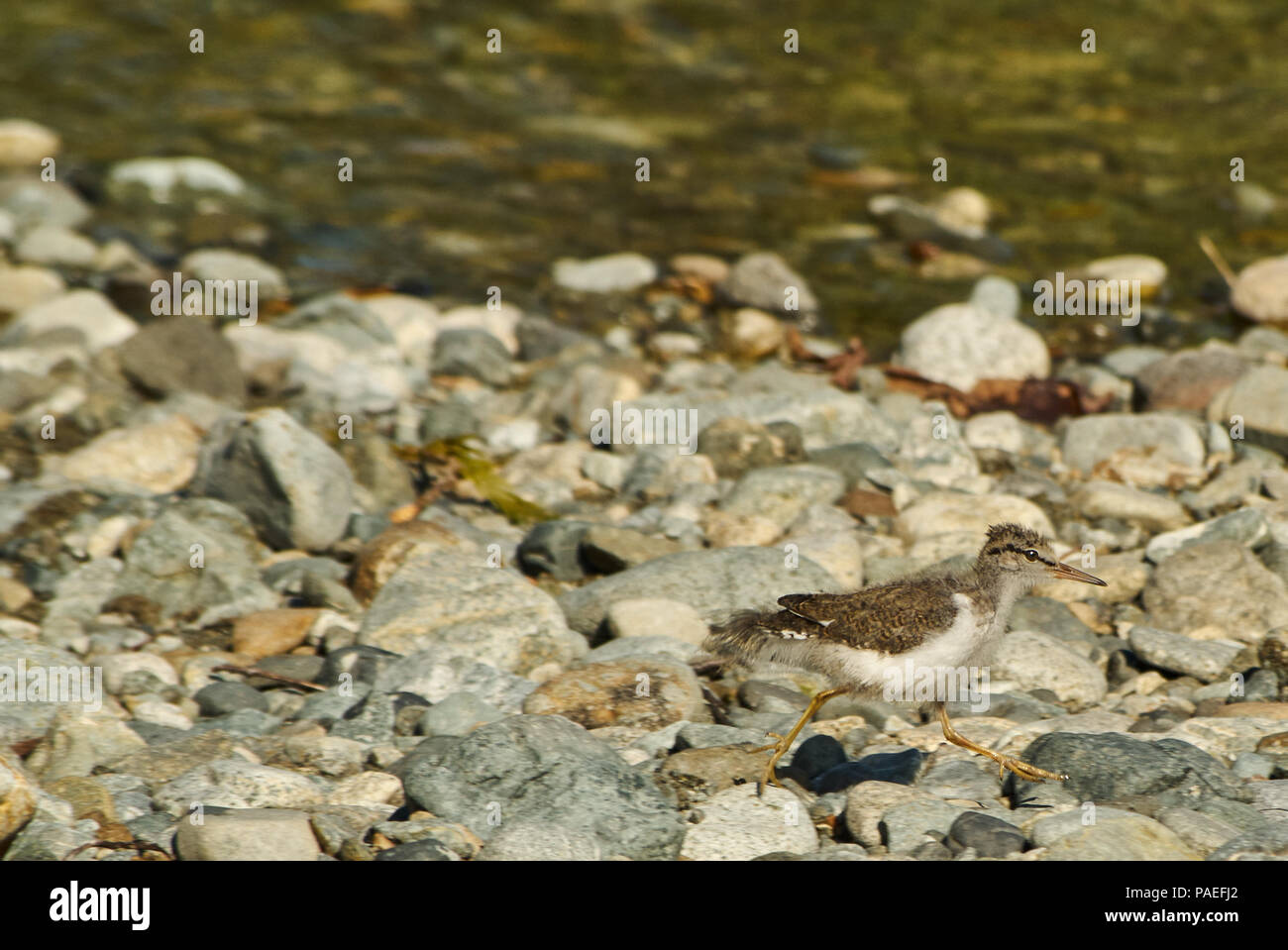Spotted Sandpiper baby Stock Photo - Alamy
