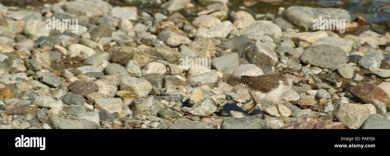 Spotted Sandpiper baby Stock Photo - Alamy