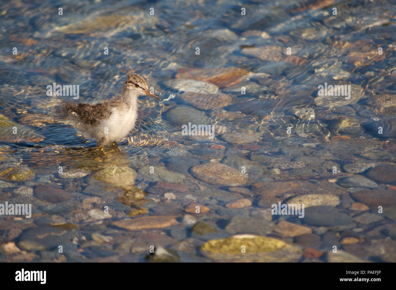Spotted Sandpiper baby Stock Photo - Alamy