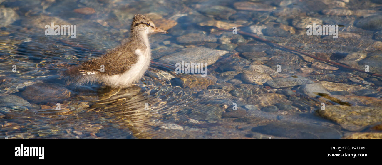 Spotted Sandpiper baby Stock Photo - Alamy