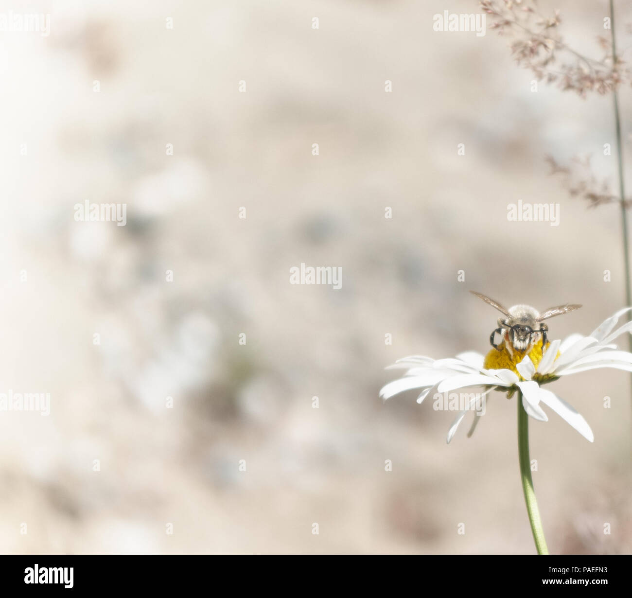 On daisy flower hi-res stock photography and images - Alamy